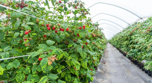 AI tool for soft fruit growers comes to market