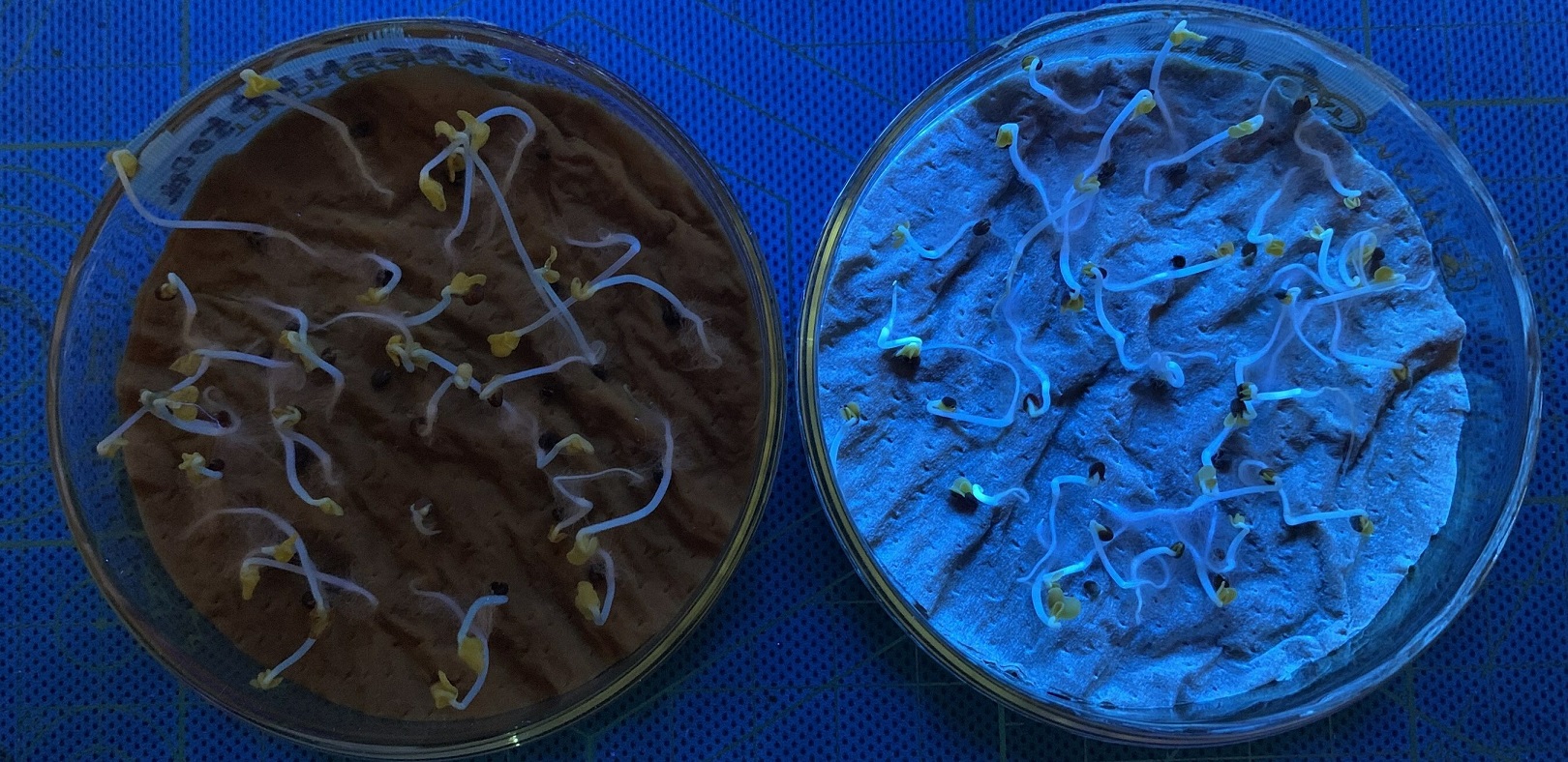 Green Science Alliance develops fluorescent fertilizer