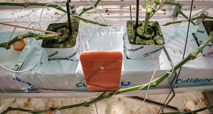 WUR researchers grow cucumbers using artificial intelligence