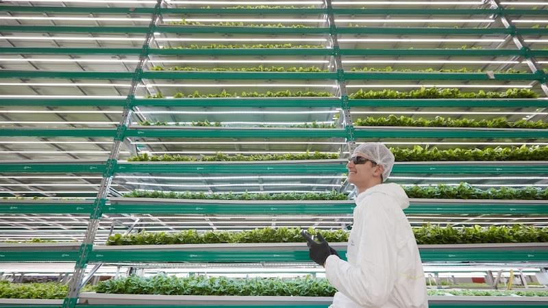 iFarm launches first vertical farm in the UAE