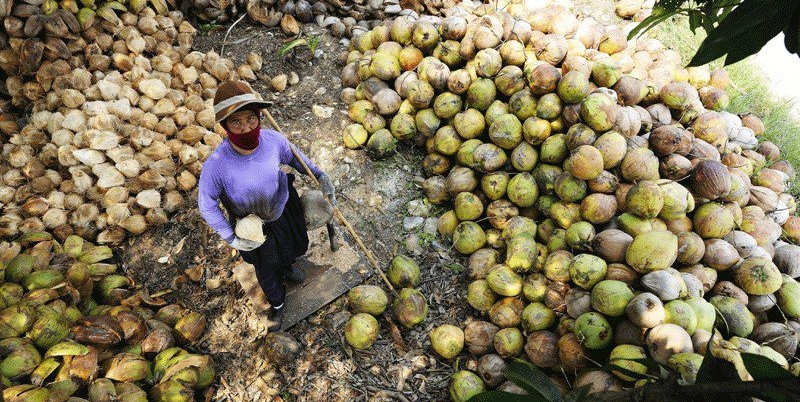 Information portal launched to help fight pests and diseases of coconut