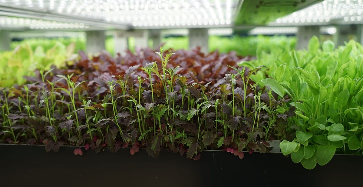 Mowreq and YesHealth Group form vertical farms joint venture
